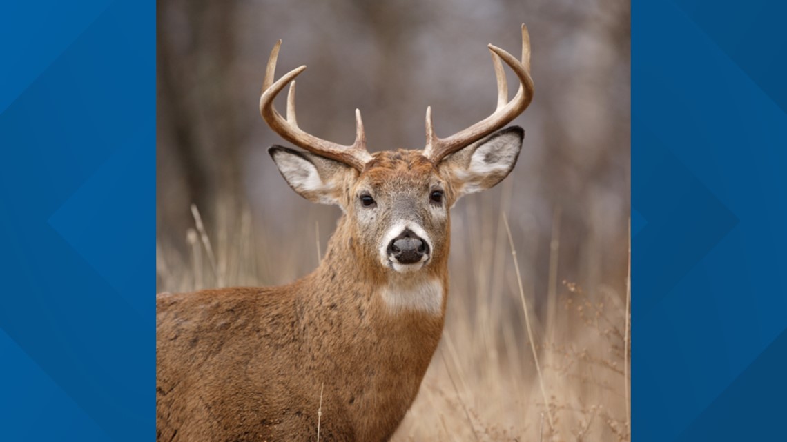 Here's when the 2024 deer hunting season starts in Connecticut | fox61.com