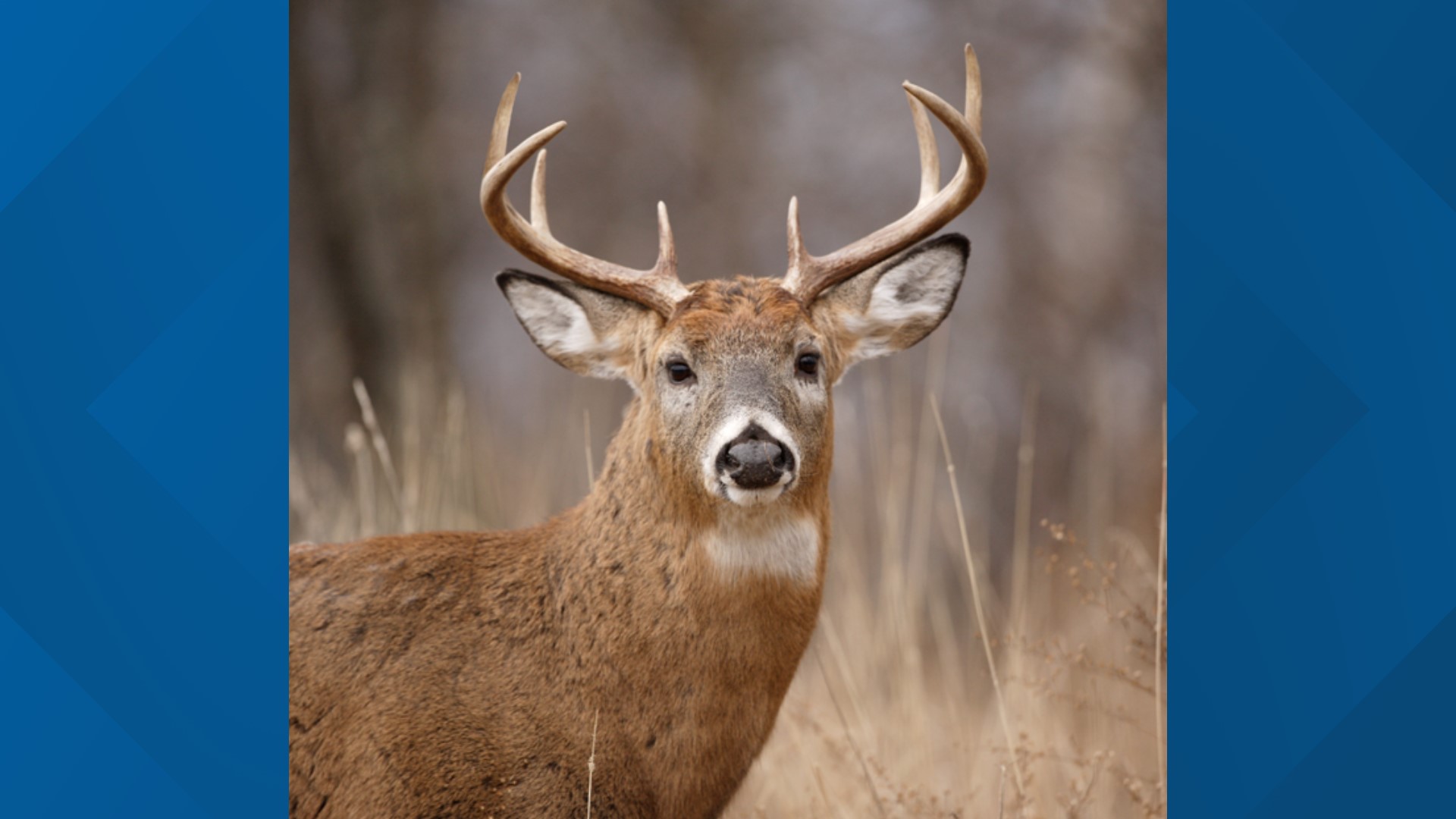 Here's when the 2024 deer hunting season starts in Connecticut | fox61.com