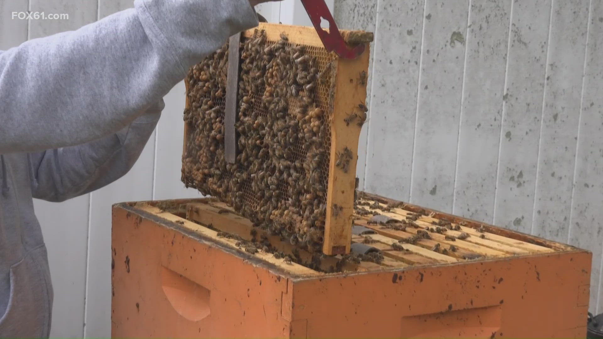 Community members will plant trees across Connecticut to celebrate ...