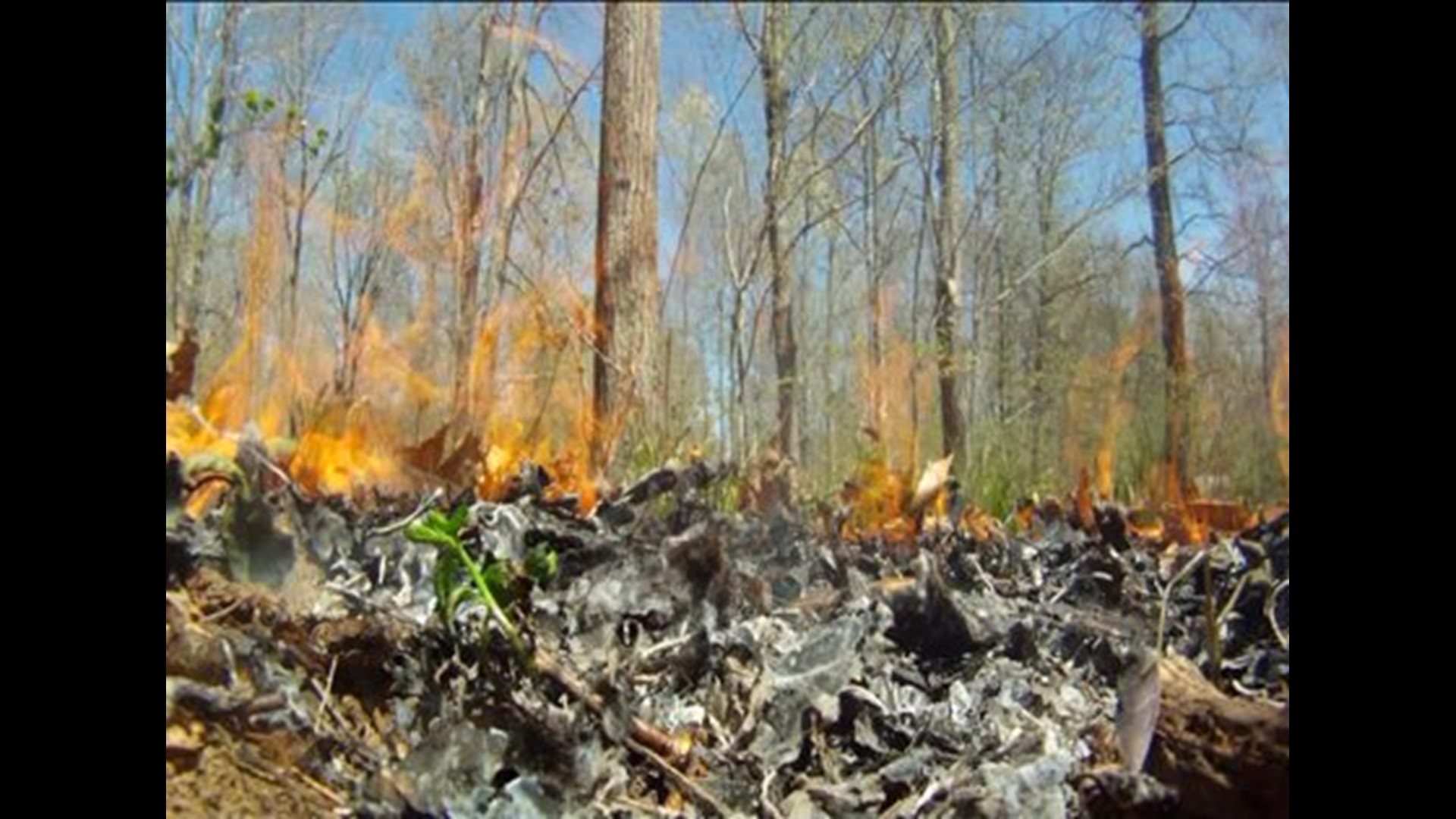 Elevated risk of wildfire for July 4th weekend in Connecticut | fox61.com