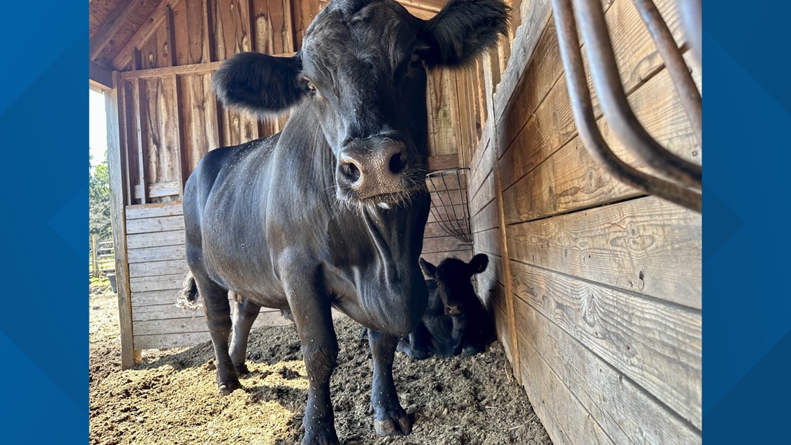 CT Cow family saved | fox61.com