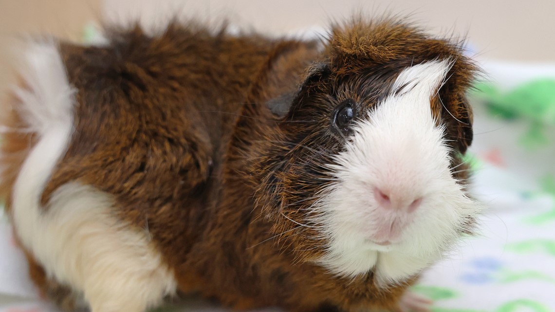 Tater Tot the Guinea pig adoptable from Conn. Humane Society | fox61.com