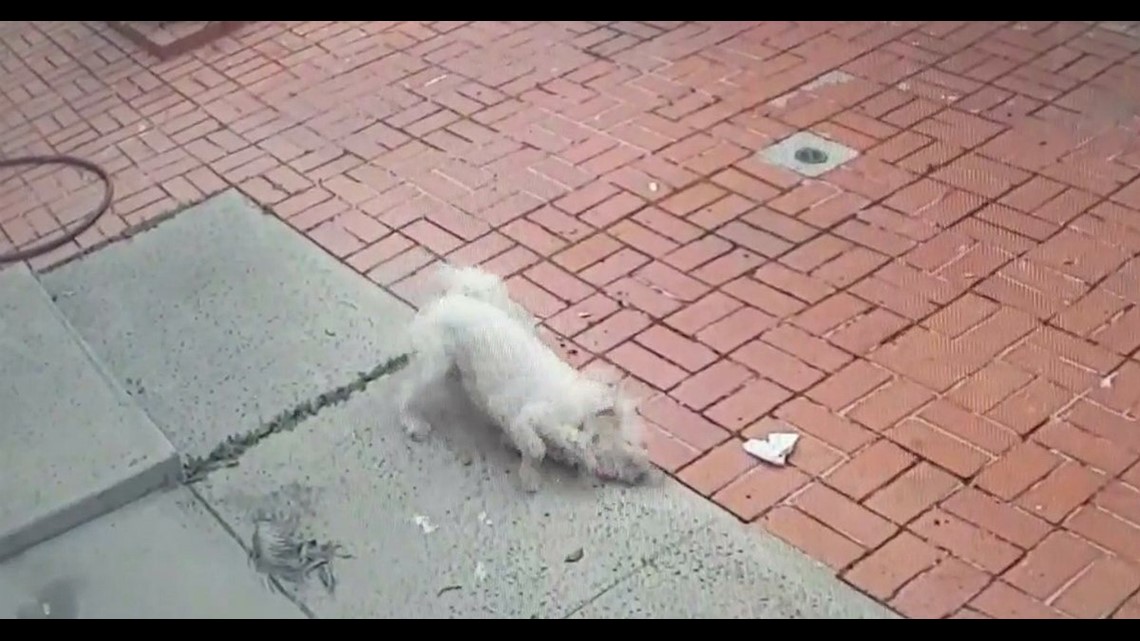 Video shows mail carrier routinely pepper spraying dog | fox61.com