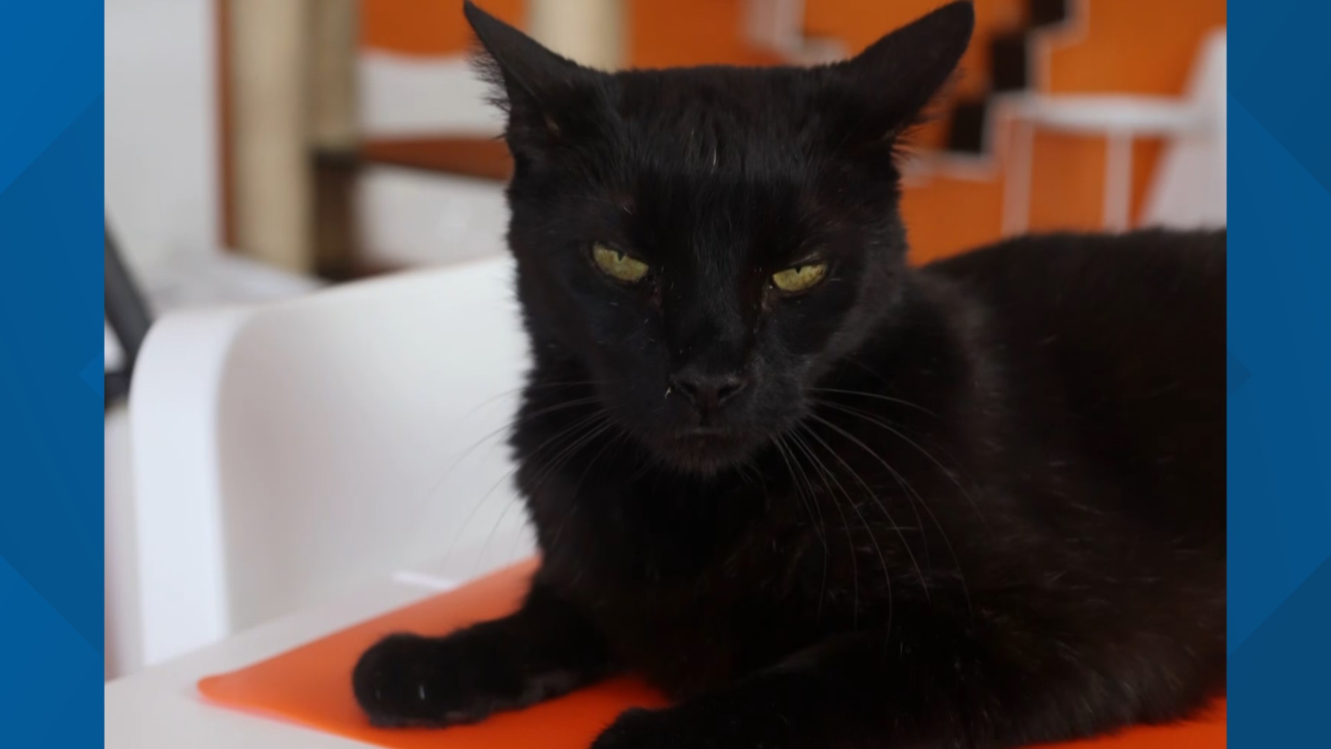 A look at Mew Haven Cat Café, Connecticut's first of its kind | fox61.com