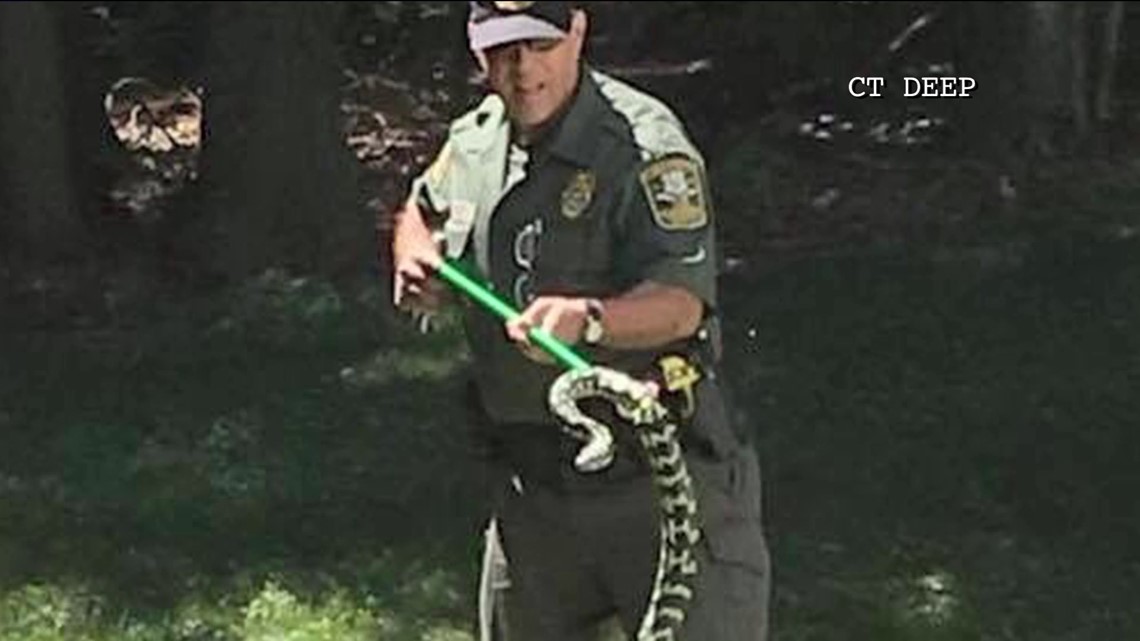 7 foot python found, wrangled in Avon | fox61.com