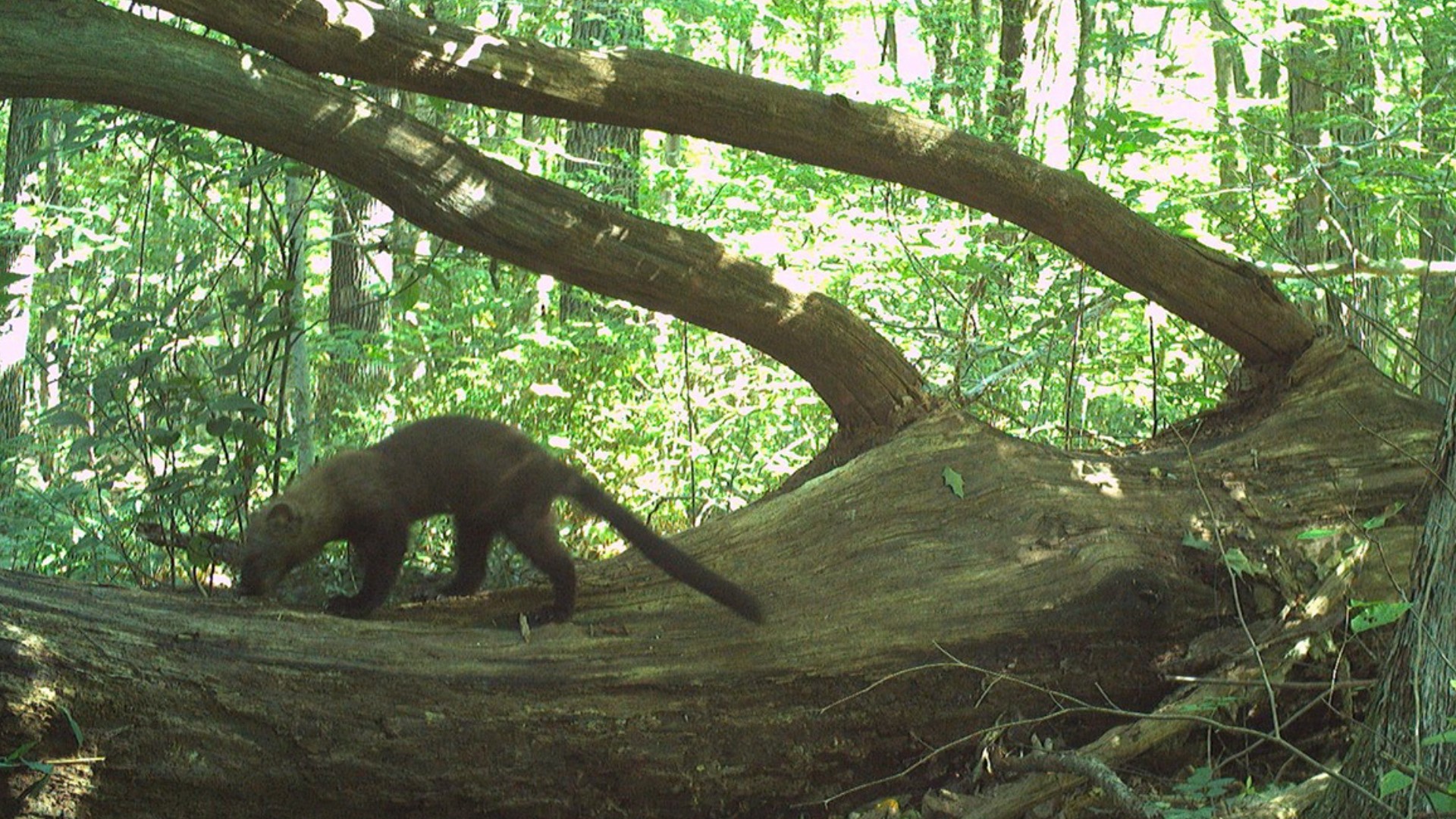 Conn. wildlife wants to know if you've seen a fisher | fox61.com