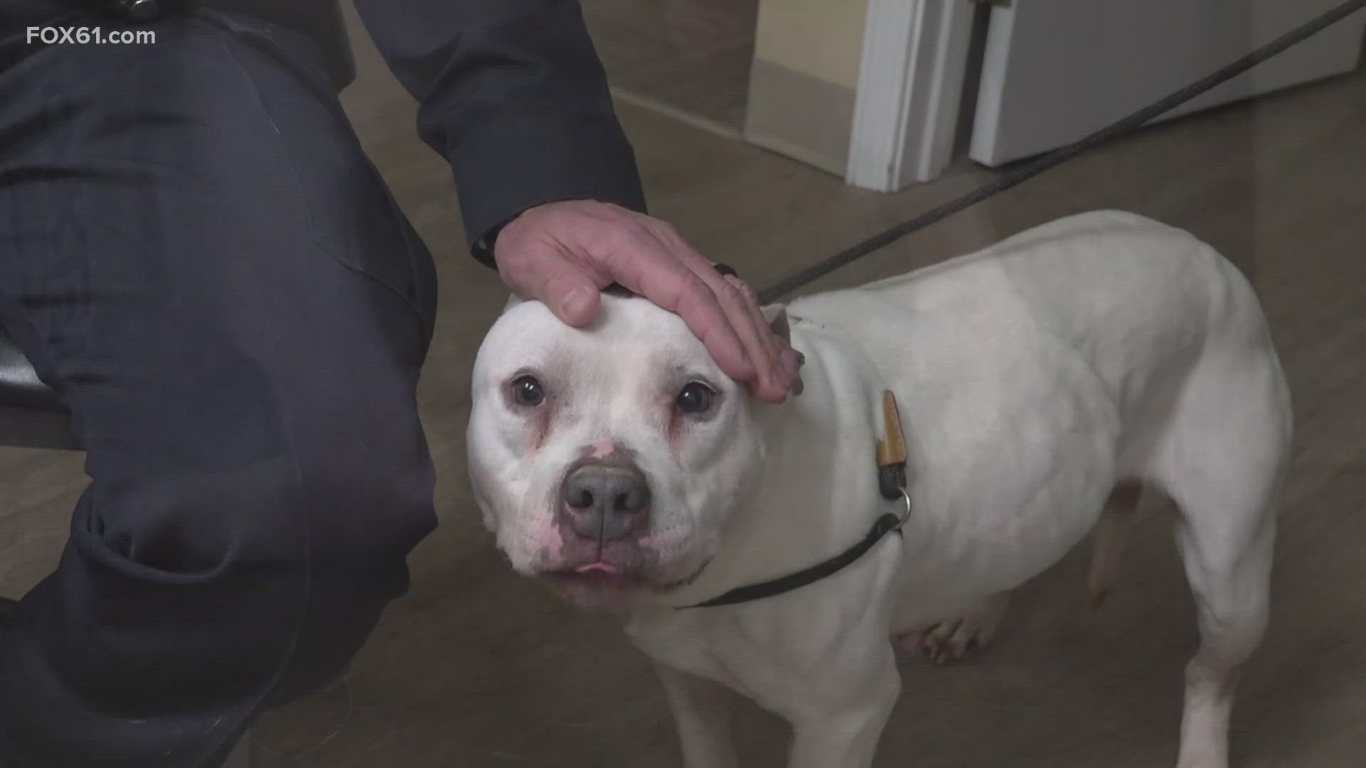 Abandoned dog recovered in Beacon Hills is on her road to recovery ...