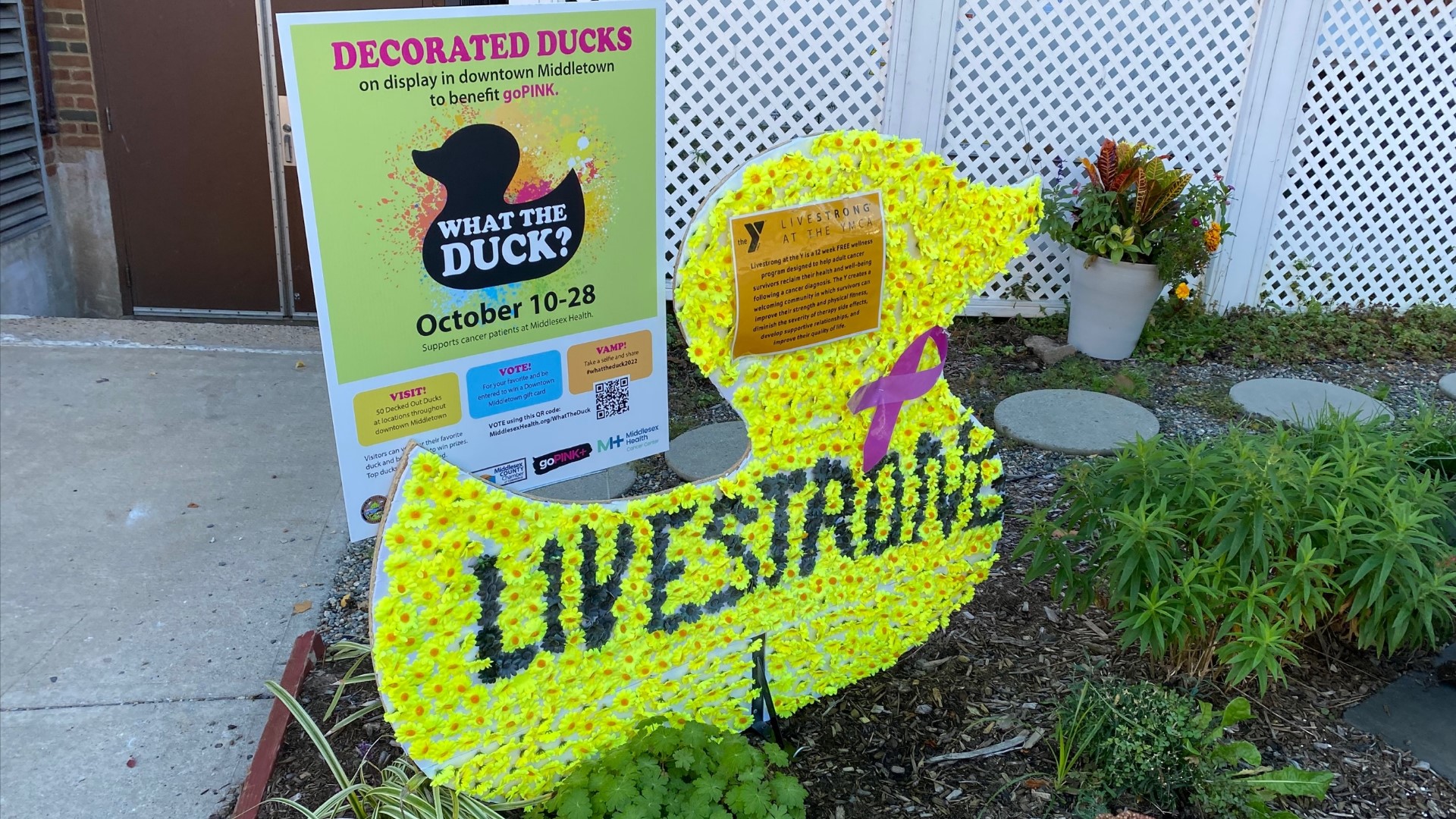 goPINK raises breast cancer awareness with duck cutout fundraiser ...