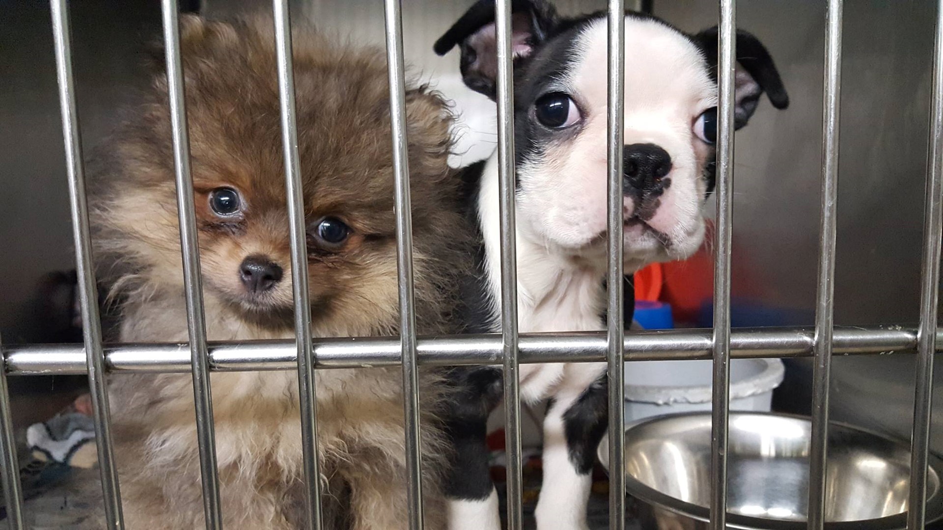 More than 100 puppies rescued after crash in New York | fox61.com