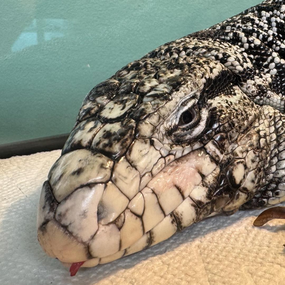 Large tegu lizard found crawling under snow after winter storm hit New ...