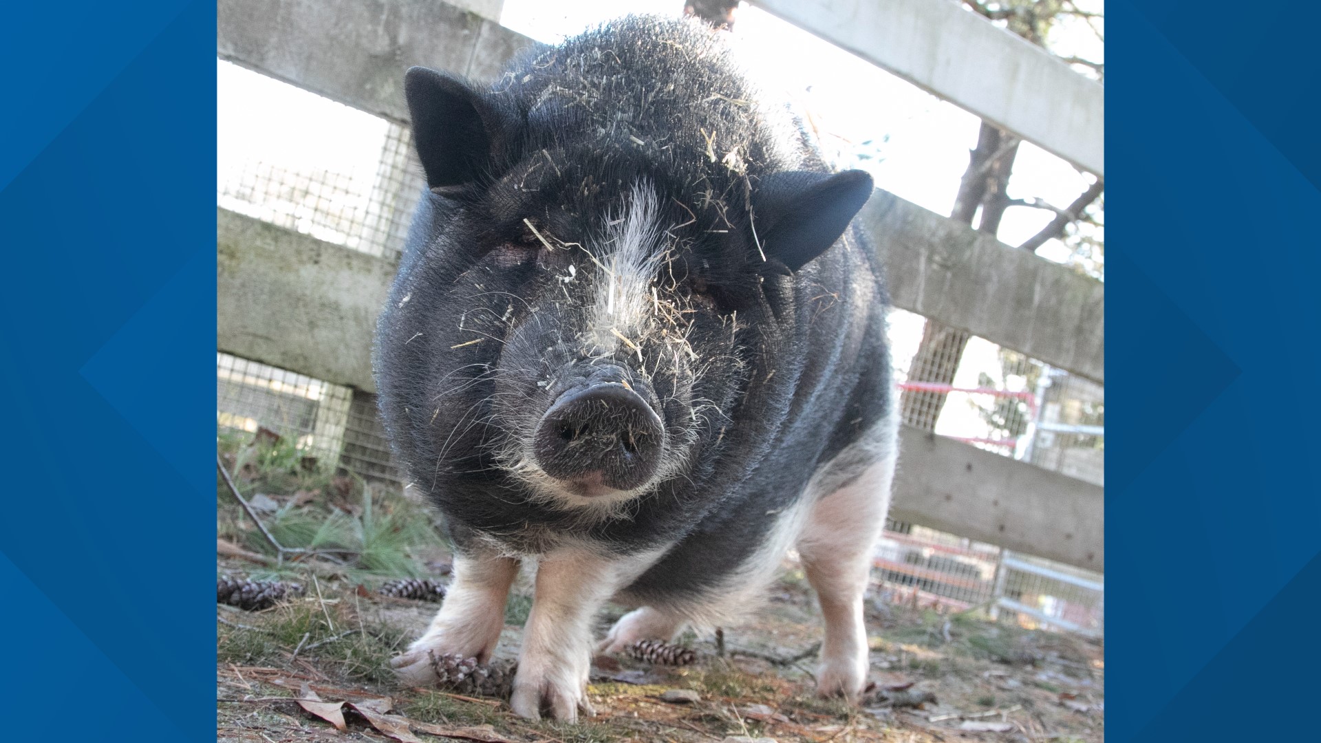 Pig that struggled with weight is ready for adoption | fox61.com