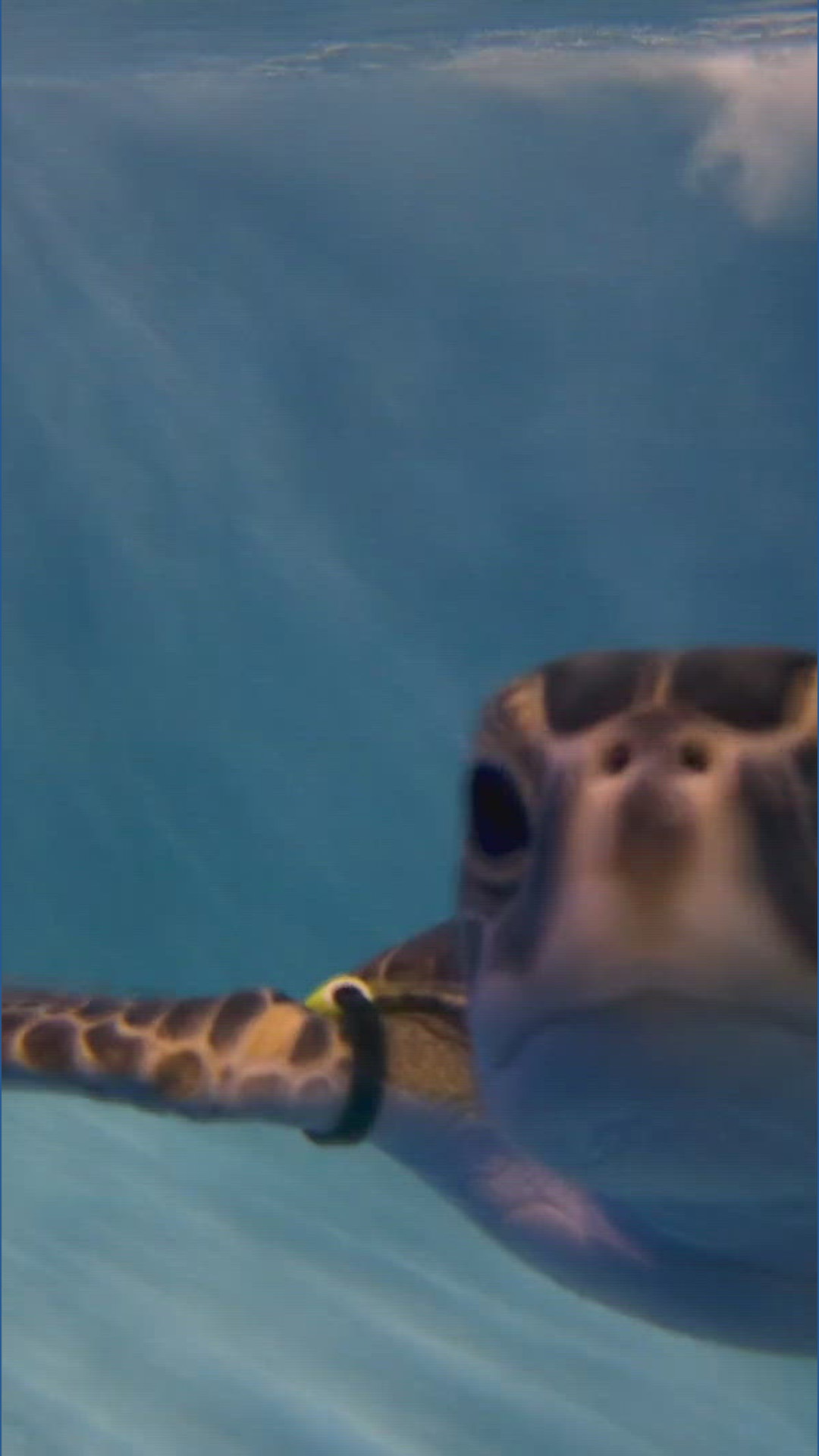 Mystic Aquarium aids 15 cold-stunned sea turtles in Cape Cod rescue ...