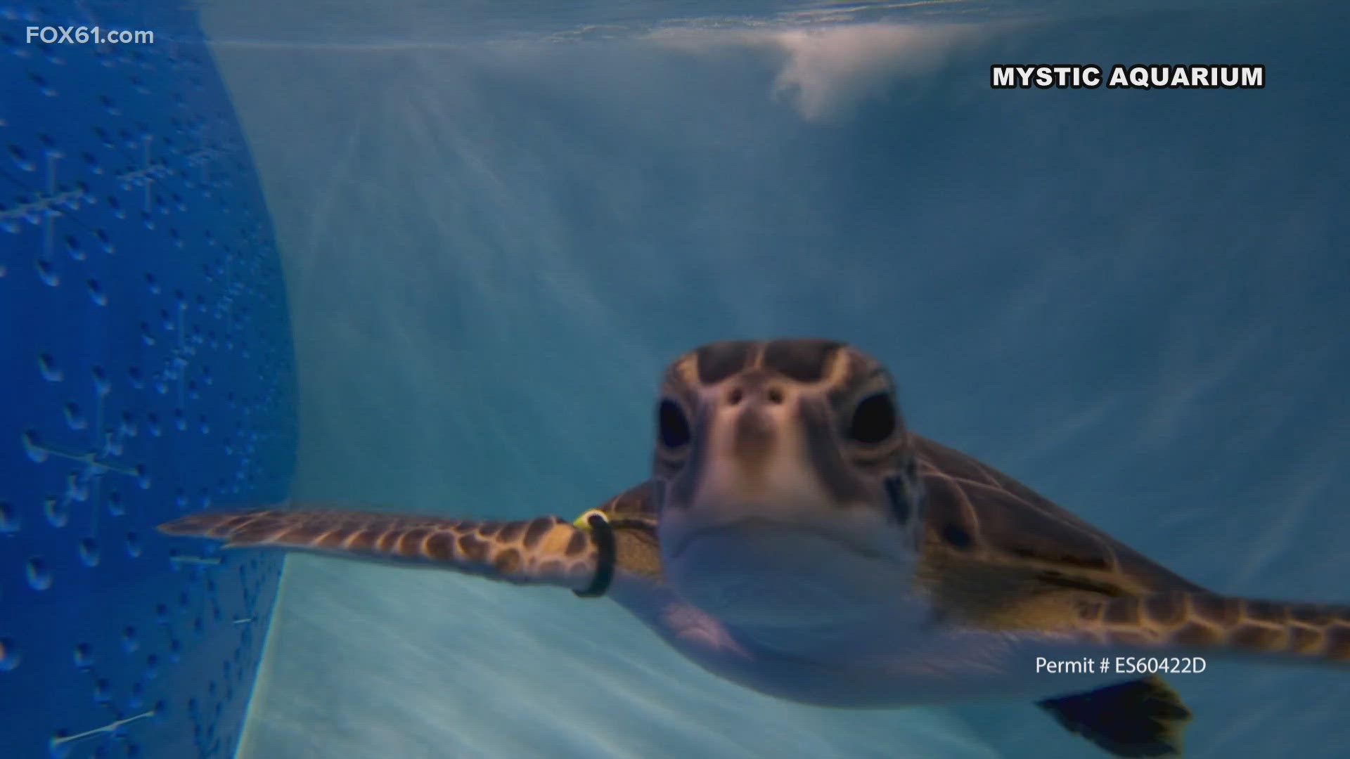 Mystic Aquarium aids 15 cold-stunned sea turtles in Cape Cod rescue ...