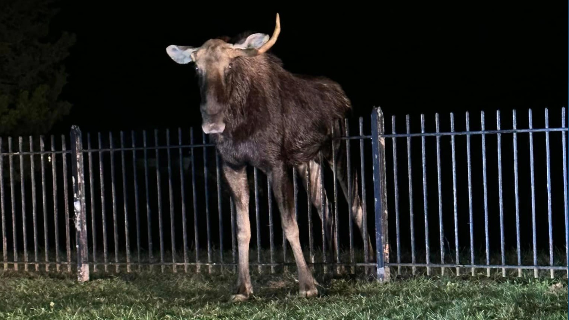 Photo: Trapped moose rescued from fence in Connecticut | fox61.com