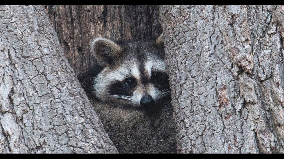 Teacher accused of drowning raccoons, opossum in class | fox61.com
