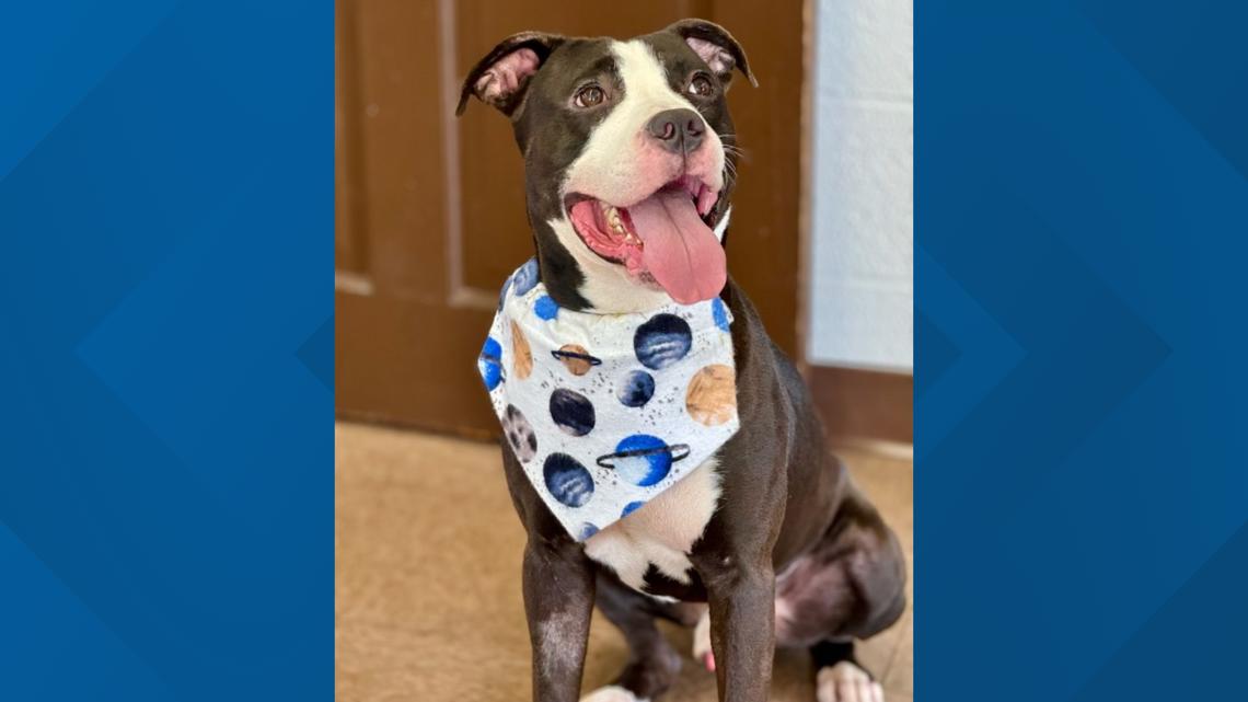 Obie, a South Windsor dog found tied to a tree, is up for adoption ...