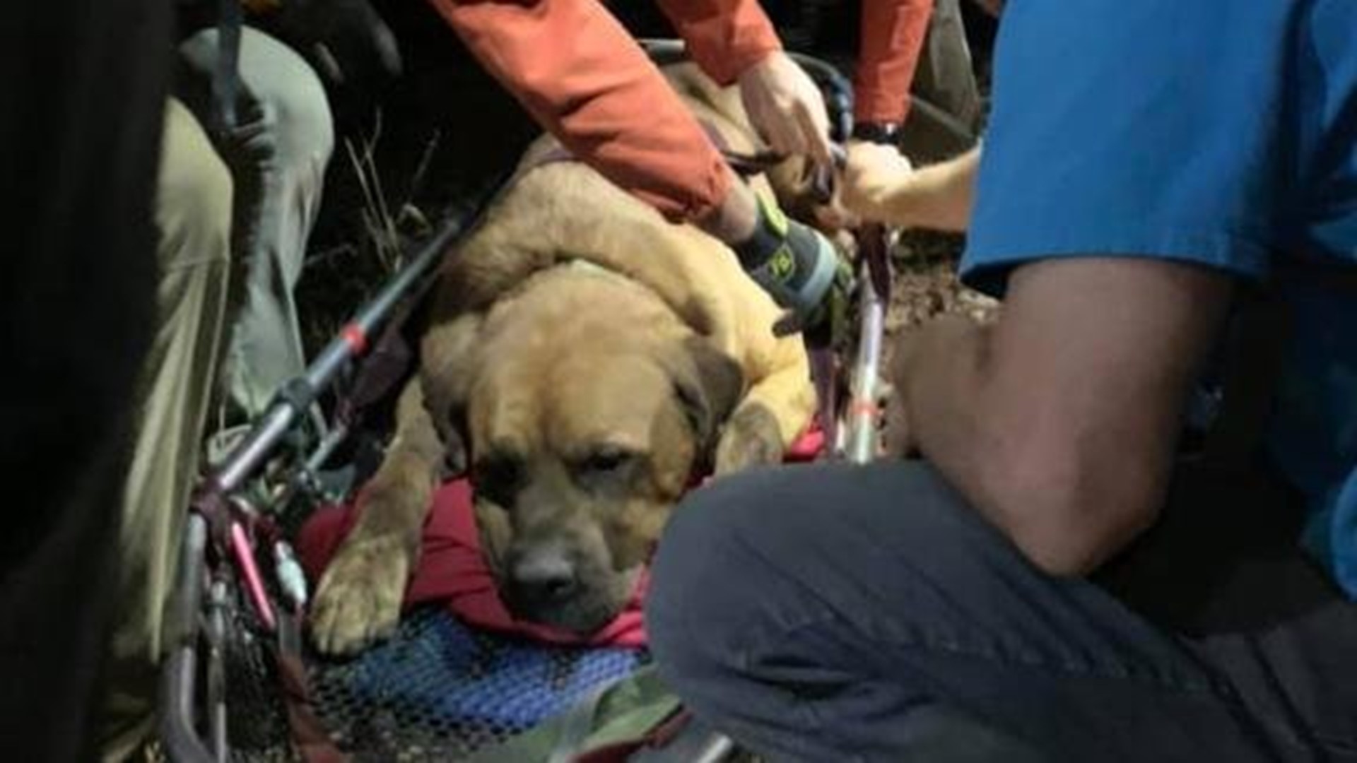 A massive mastiff had to be rescued after getting exhausted on a ...