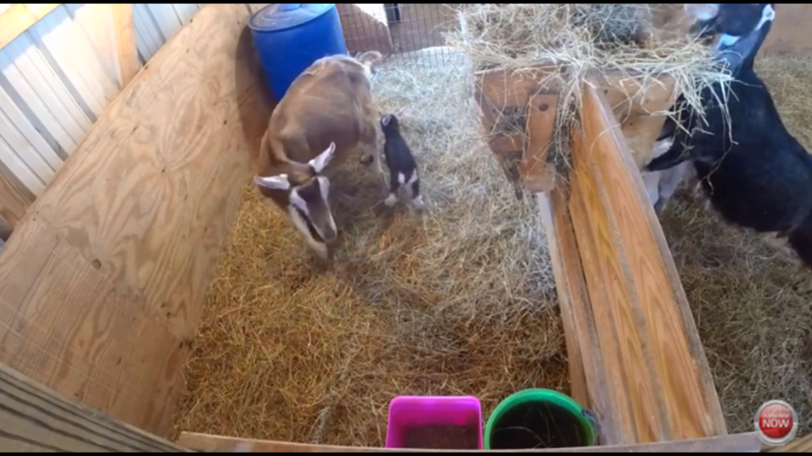 Salem farm's baby goat live-stream lifts spirits during COVID-19 ...
