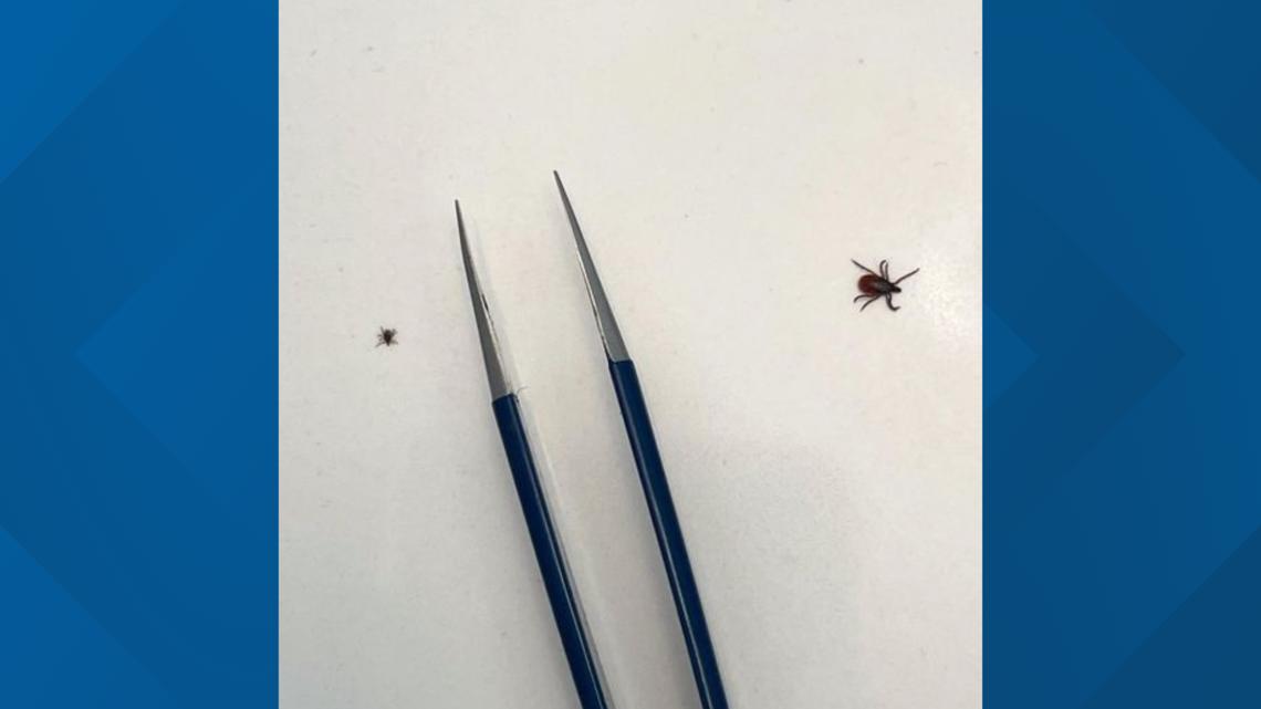Researchers seek CT, NY yards for tick control project | fox61.com