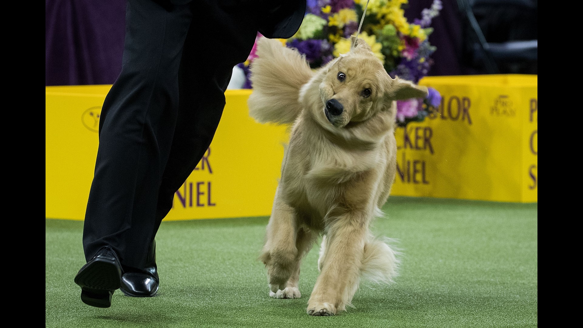 Rumor the German shepherd wins Best in Show prize at Westminster ...
