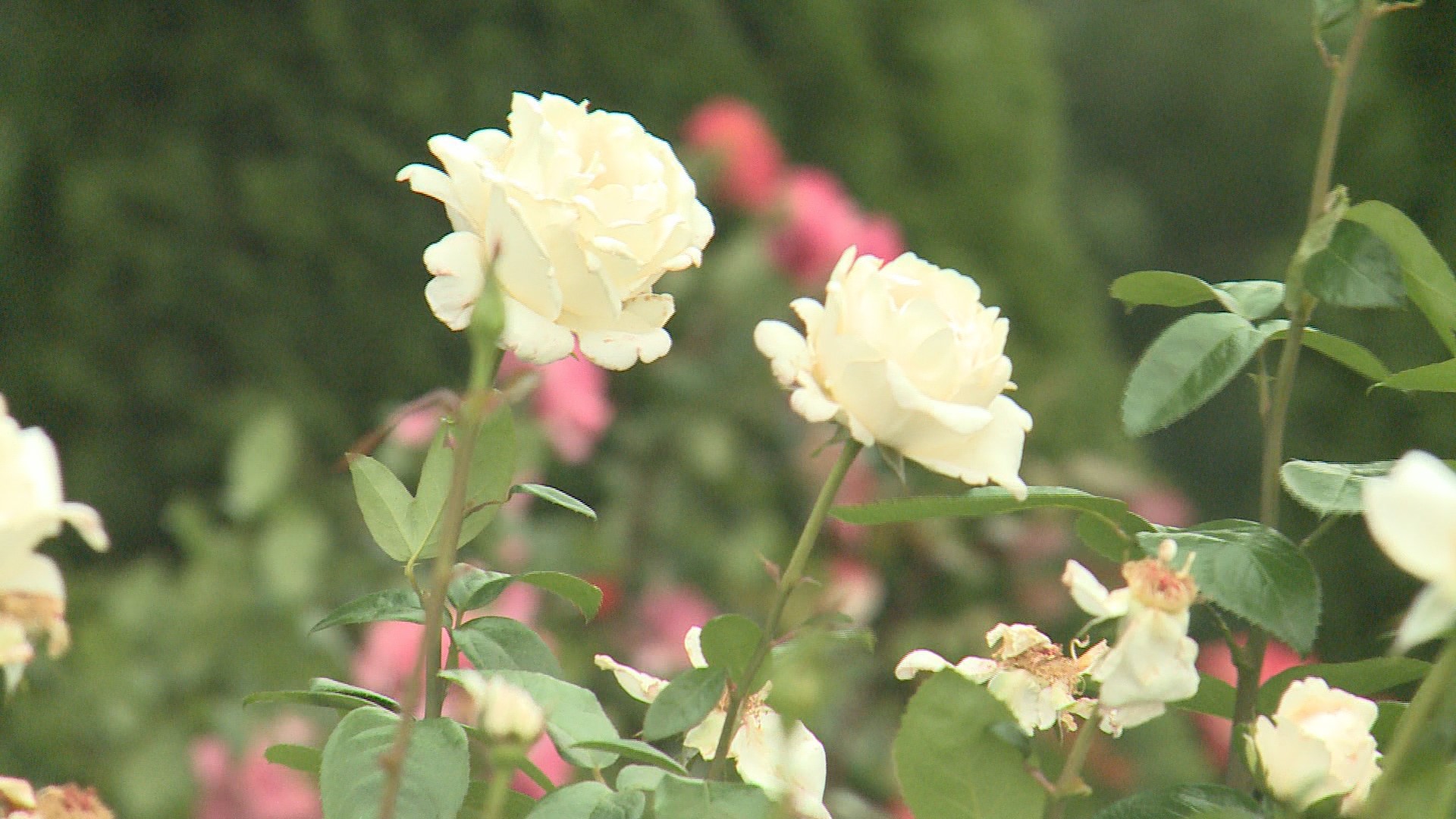 Rose Garden Festival in full swing in New Britain | fox61.com