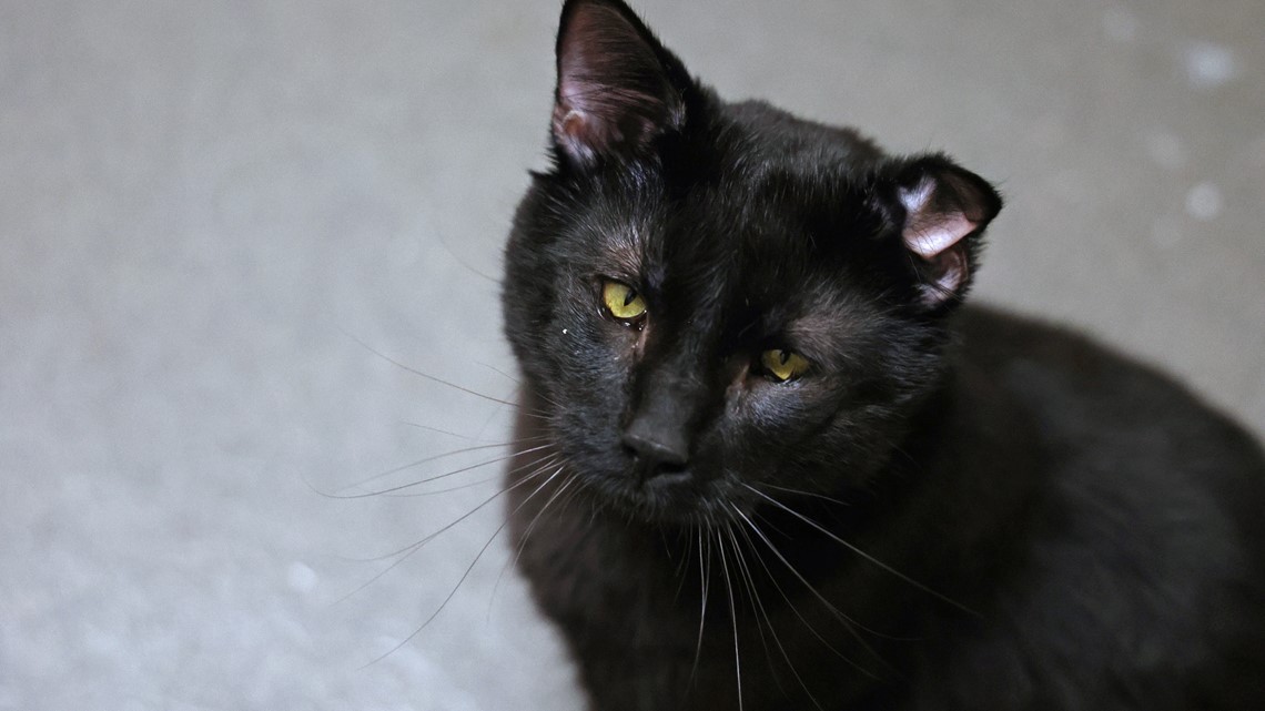 Stray cat named Alan available for adoption from Conn. Humane | fox61.com