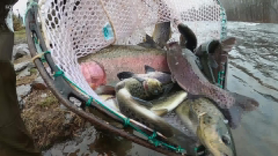 Conn. DEEP stocking up waterways with fish | fox61.com