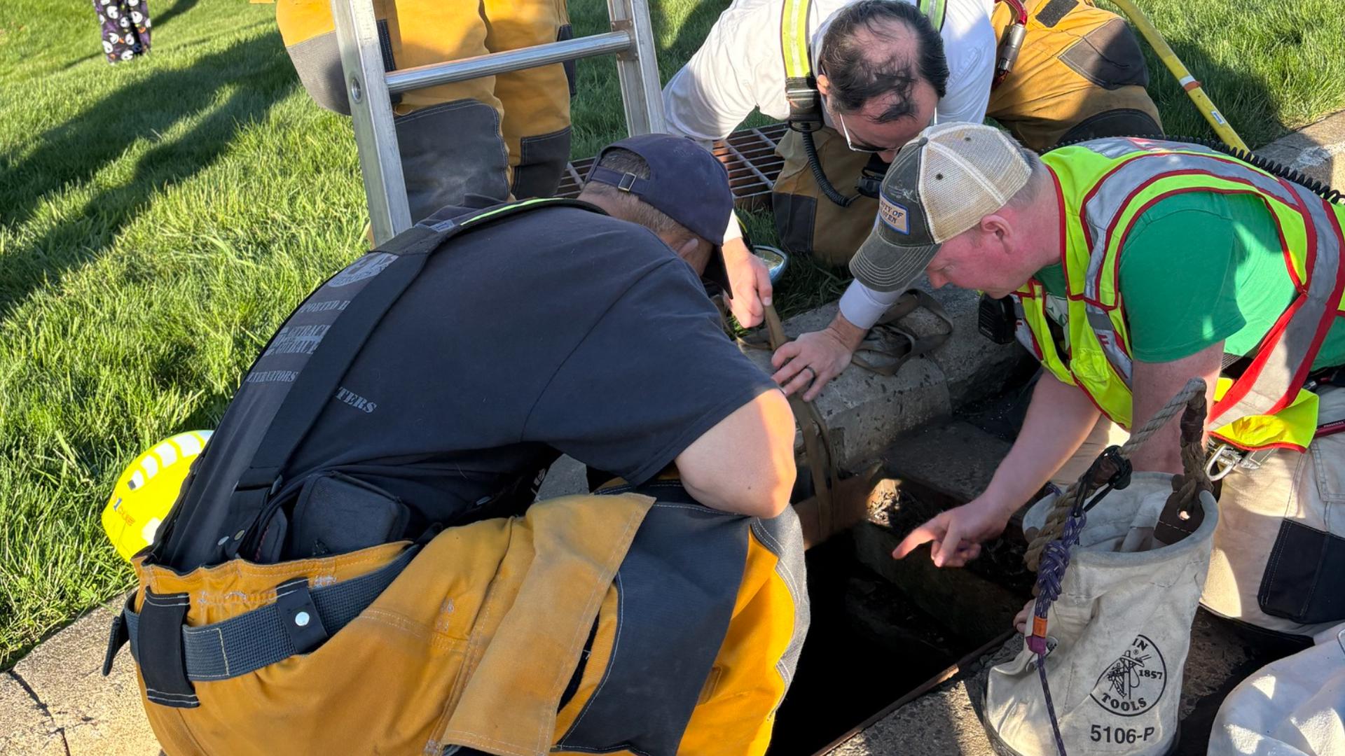 Tiny ducklings, big rescue: Vernon firefighters brave storm drain to ...