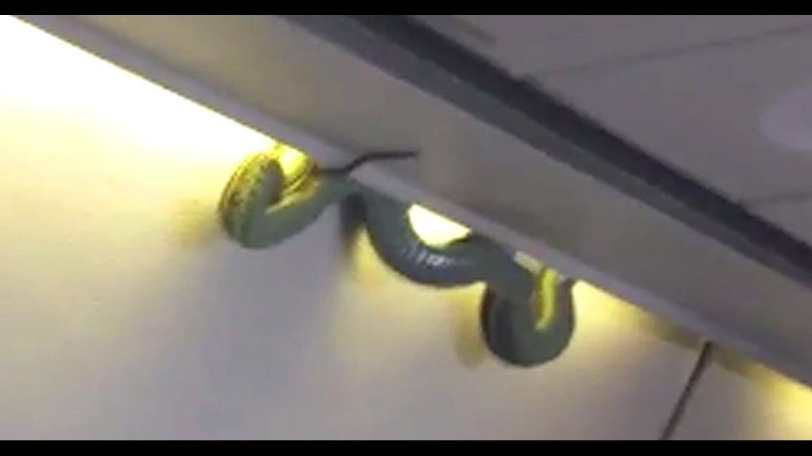 Snake drops out of overhead bin on flight to Mexico City | fox61.com
