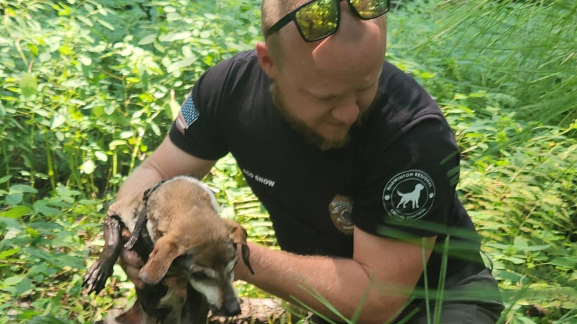 Harwinton Regional Animal Control rescues man's missing deaf dog named ...