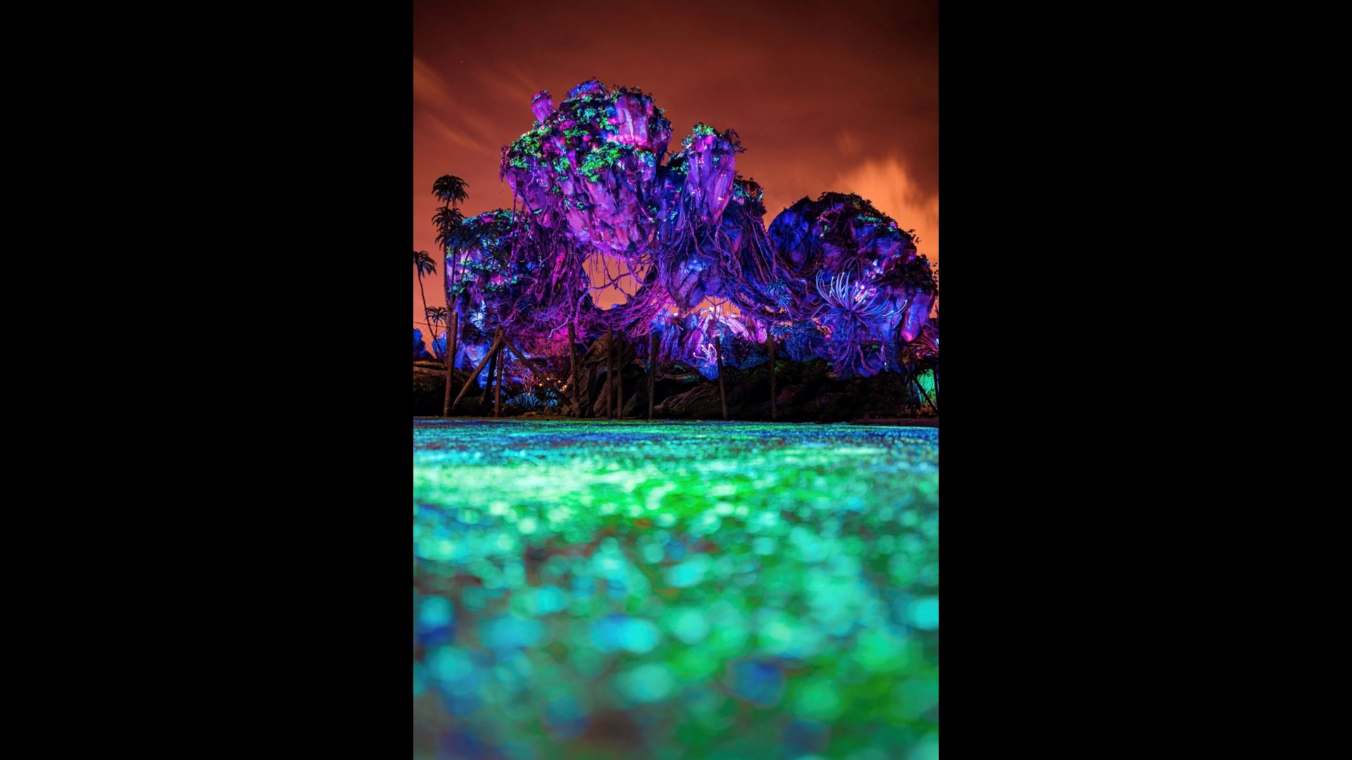 13 stunning photos of Disney’s ‘Pandora: The World of Avatar’ at night ...
