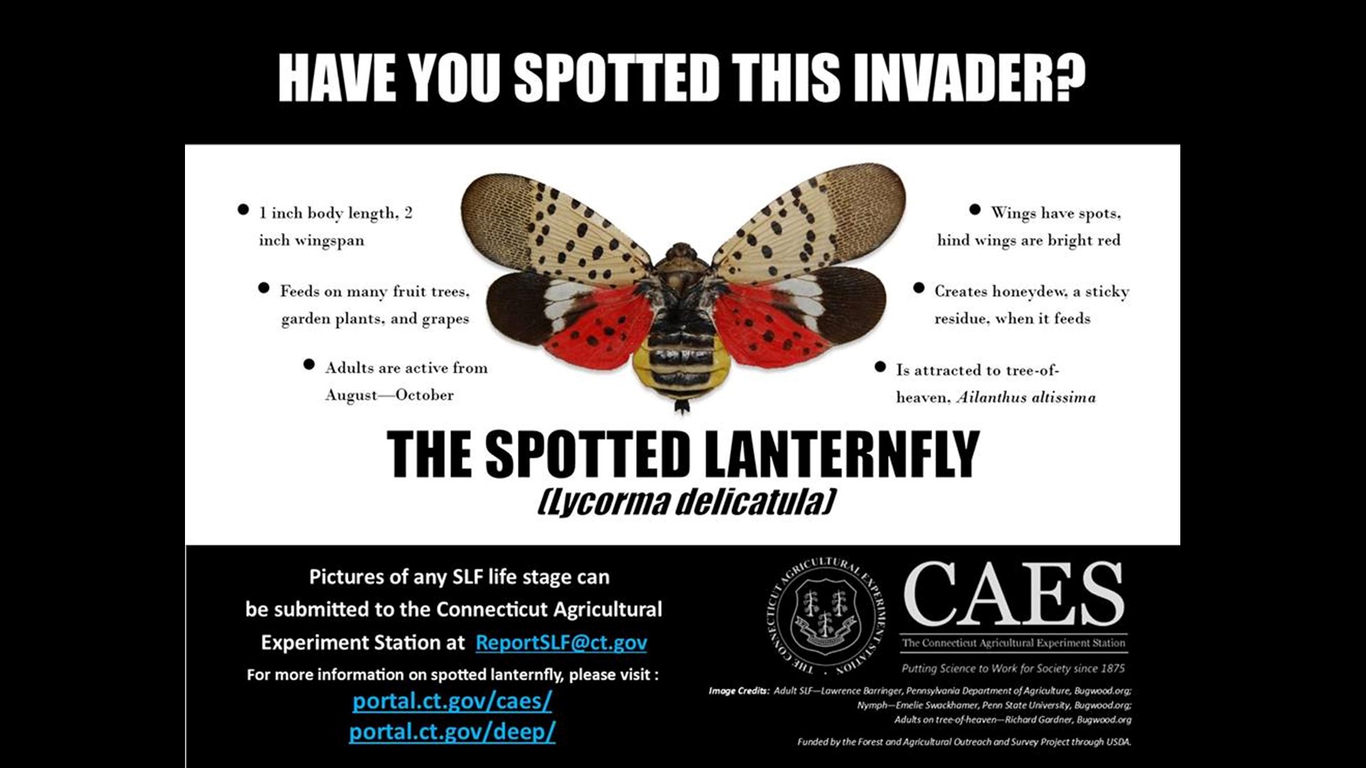 Spotted Lanternfly spotted in Connecticut; invasive species threatens ...