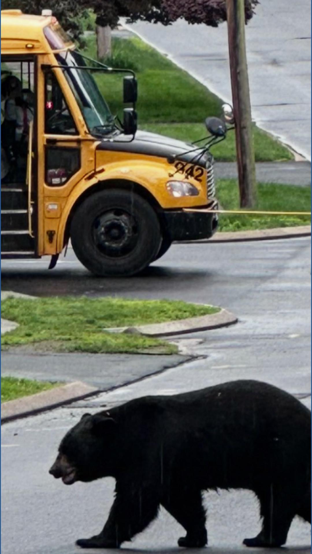 West Hartford has had the most bear sightings in Connecticut this year ...