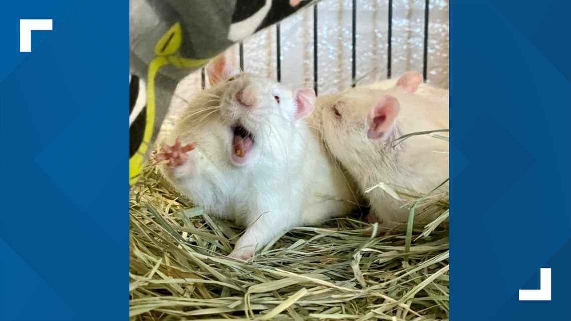 Remy, Templeton, and Despereaux the rats up for adoption in Conn ...