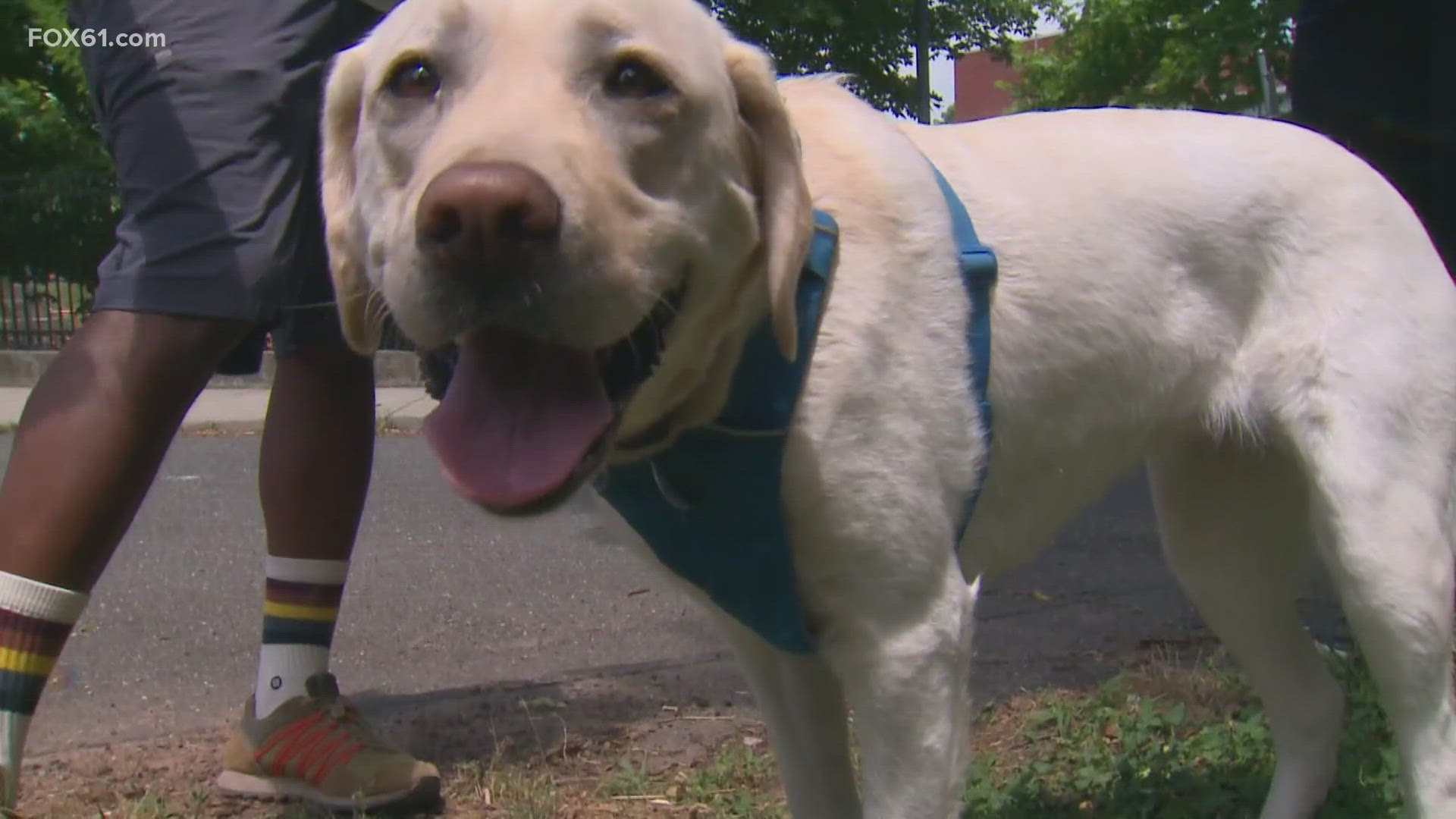 June 30 is the deadline to license your dog in Connecticut | fox61.com