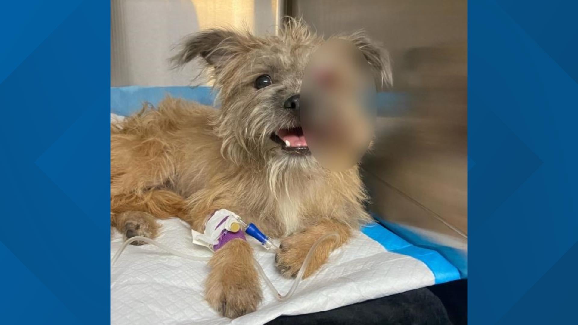 Conn. Animal Control seeks owners of abandoned dog hit by car | fox61.com