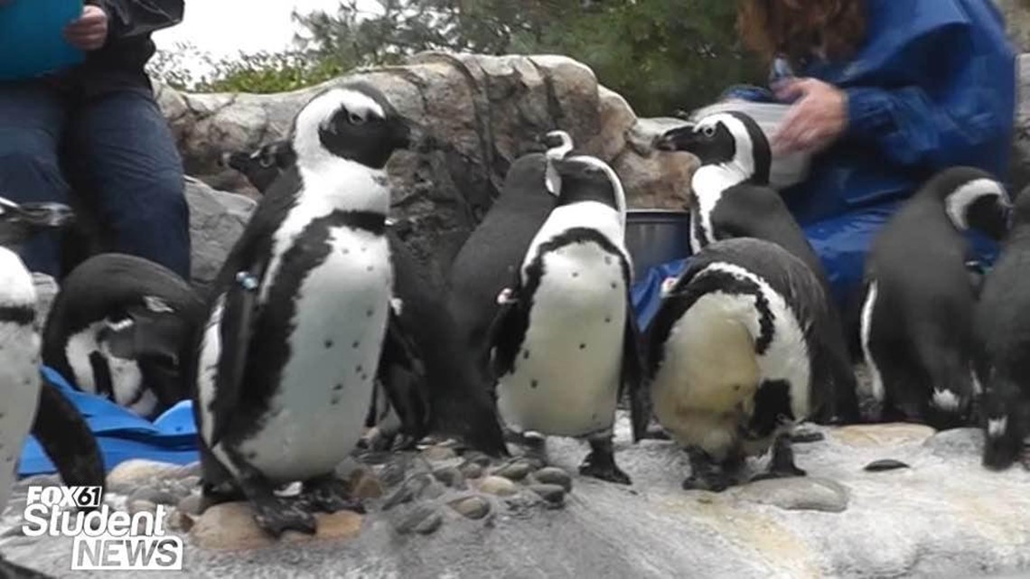 Keeping Pace With Penguin Preservation – Norwich Free Academy | fox61.com