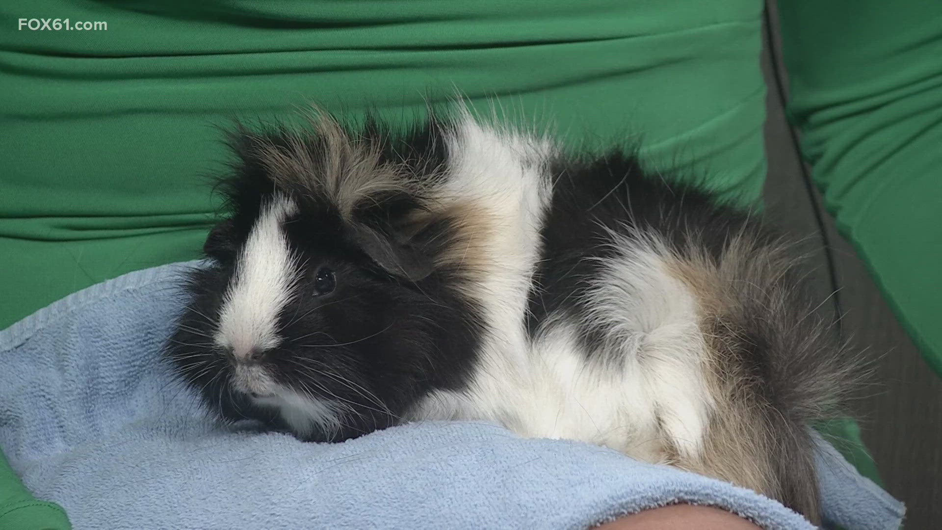 Morticia the Guinea pig | Pet on the Set | fox61.com