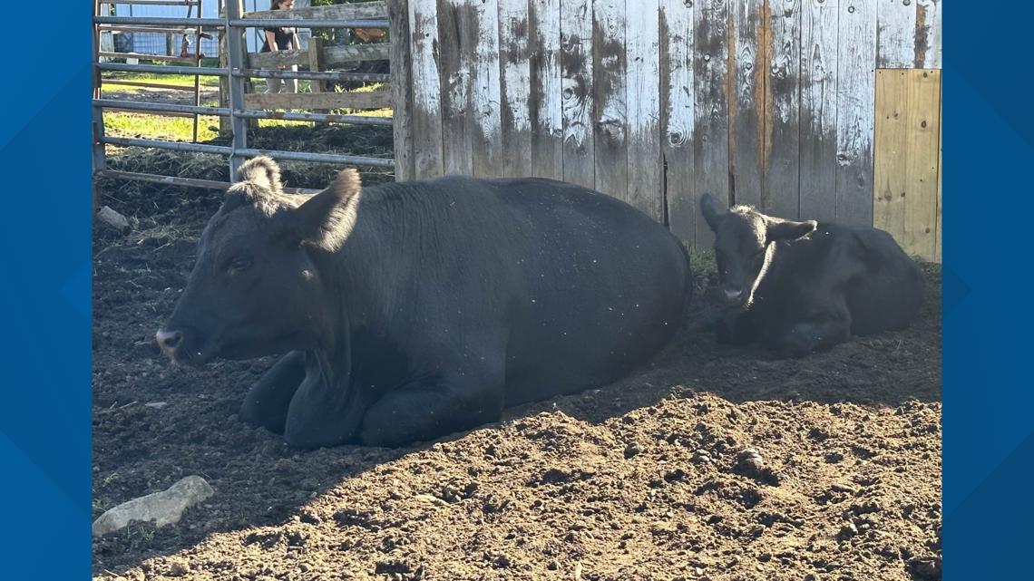 CT Cow family saved | fox61.com