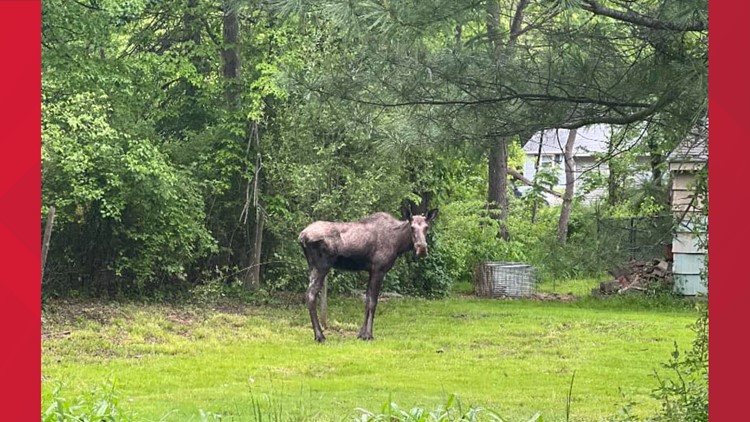 More moose sightings reported in Conn. | fox61.com