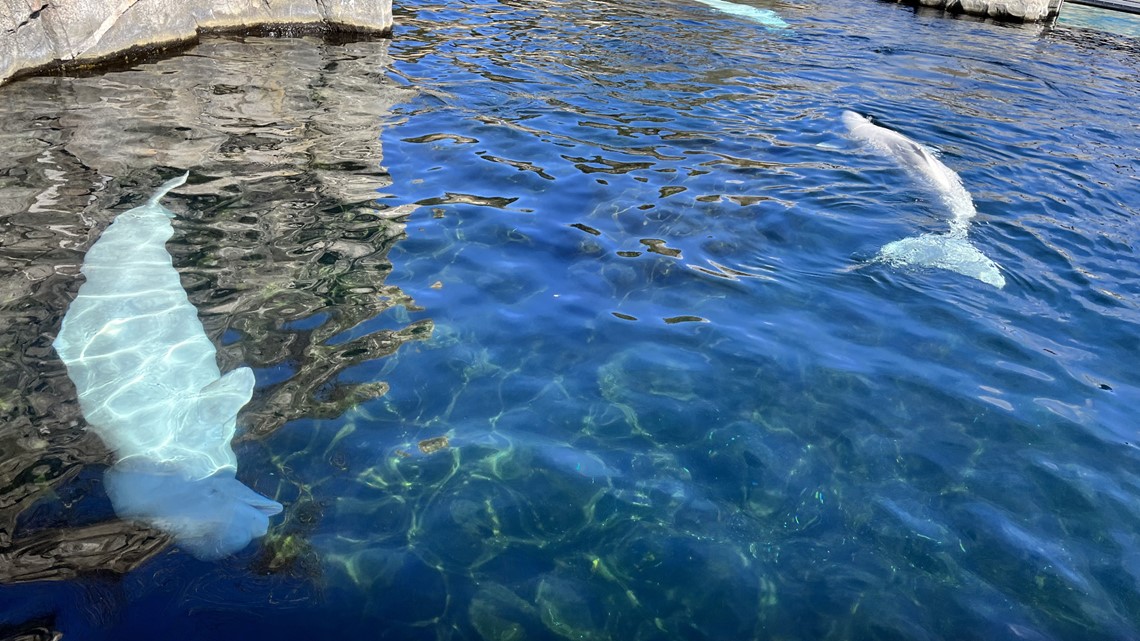 Beluga whale in critical condition at Mystic Aquarium | fox61.com