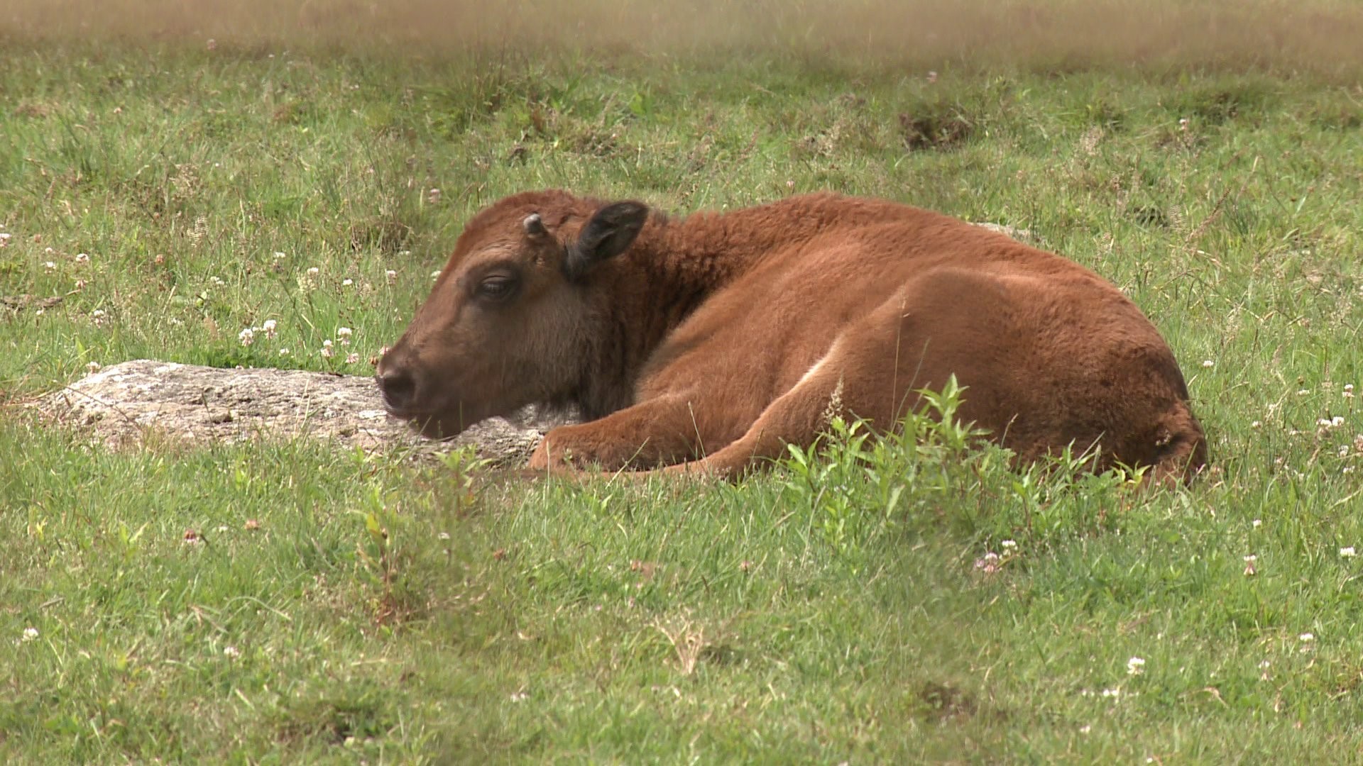 Name the baby bison at Action Wildlife! | fox61.com