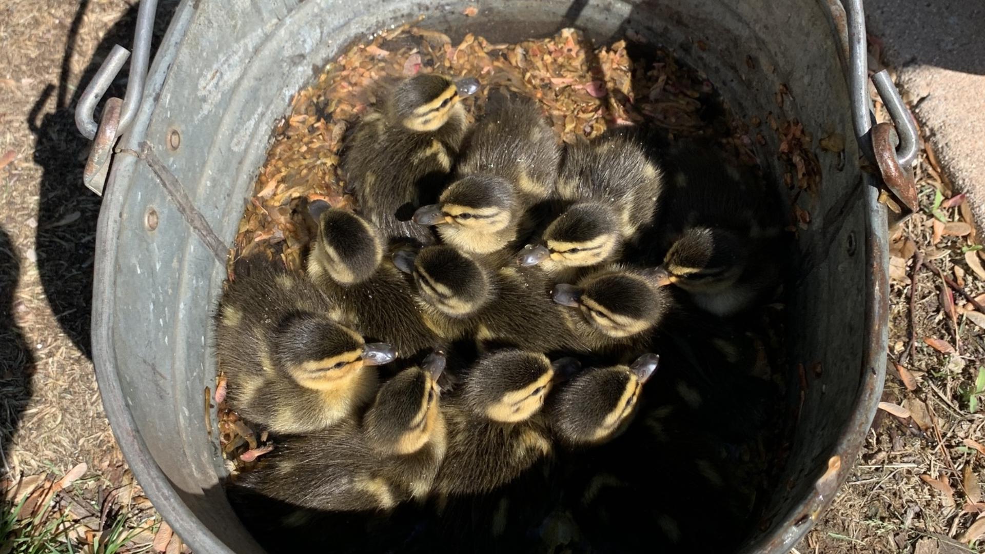 Rocky Hill firefighters rescue ducklings from storm drain | fox61.com