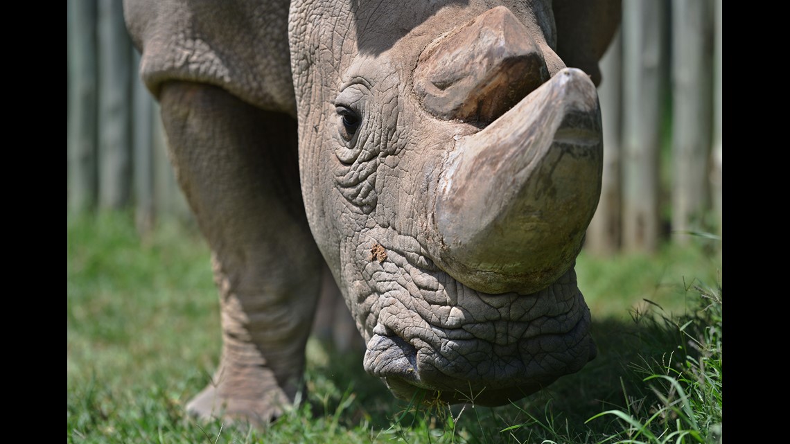 Child hurt falling into rhino exhibit at Florida zoo | fox61.com
