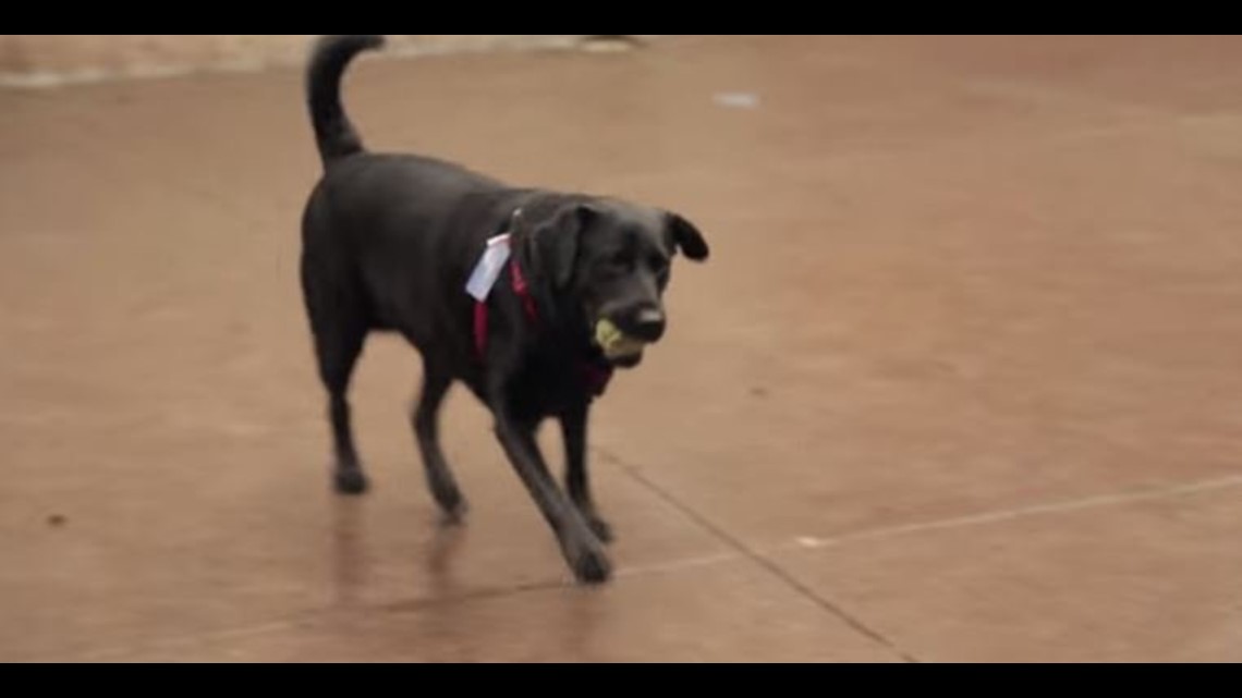 Watch: Seattle’s famous bus-riding dog takes a day off | fox61.com