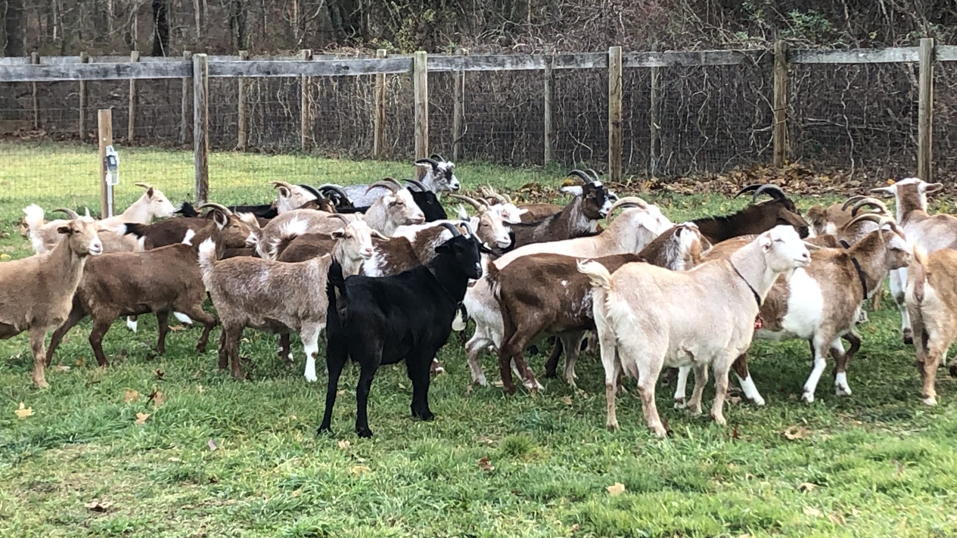 90 goats available for adoption:Conn. Attorney General Tong | fox61.com