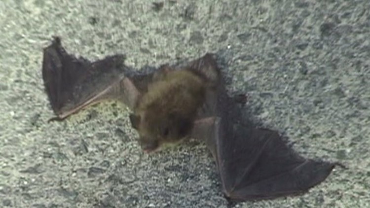 Bat in North Stonington tests positive for rabies; health officials ...