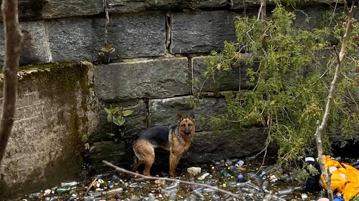 Dog rescued from water in Seymour | fox61.com