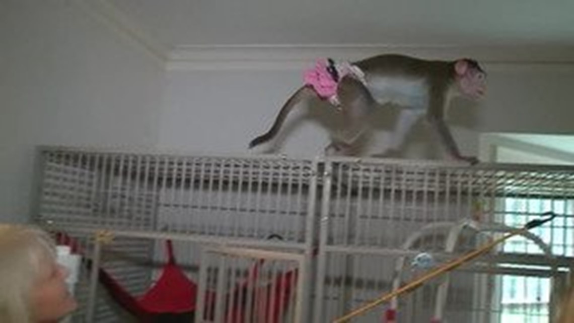 Missouri woman fighting to keep emotional support monkeys | fox61.com