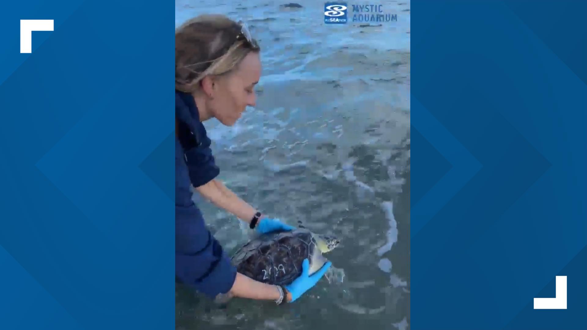 'Sunflower' the green sea turtle released into Atlantic Ocean by Mystic ...